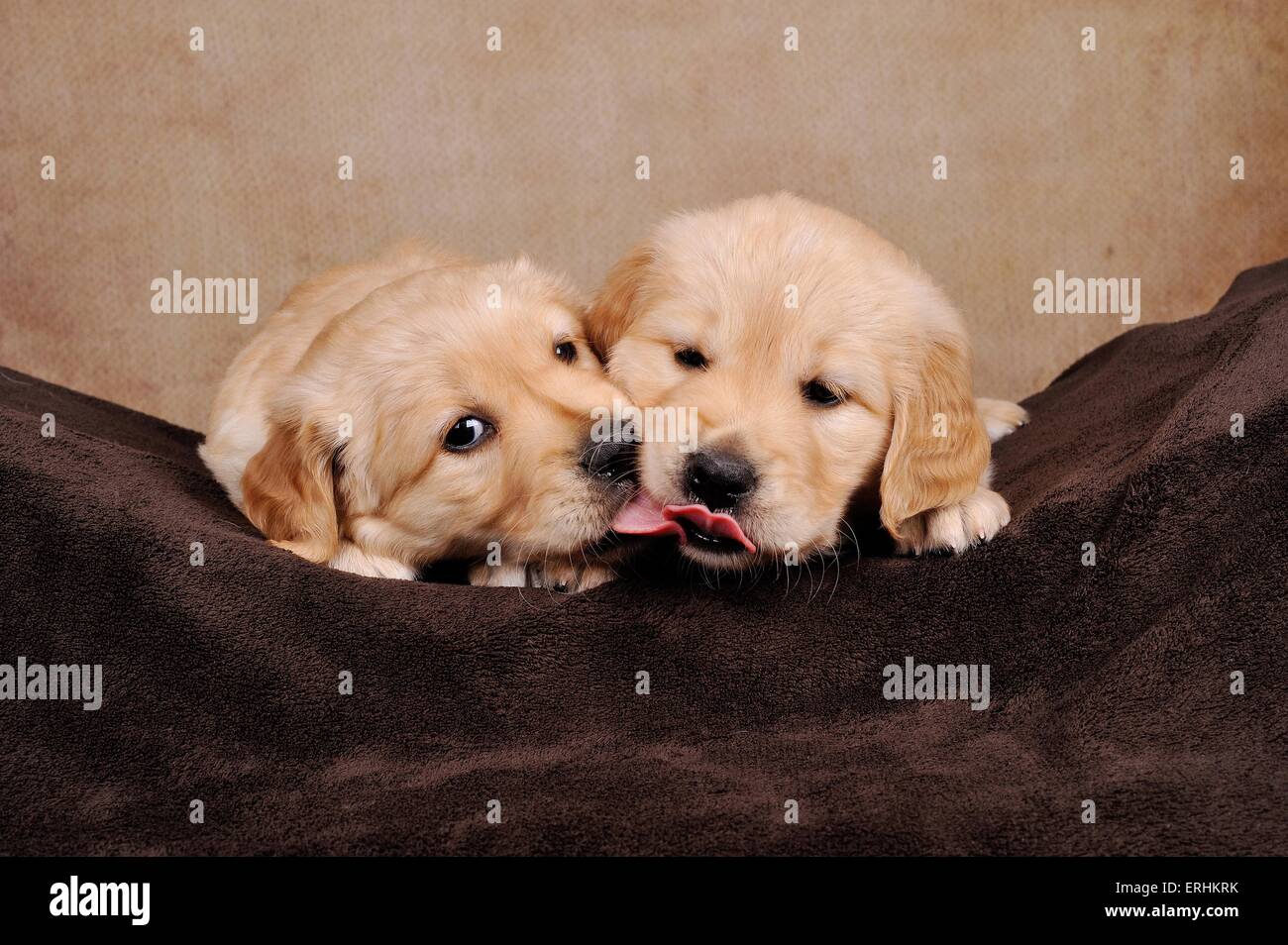 Two cute golden retriever pups hi-res stock photography and images - Alamy