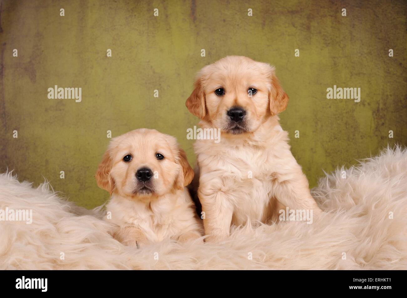 Two cute golden retriever pups hi-res stock photography and images - Alamy