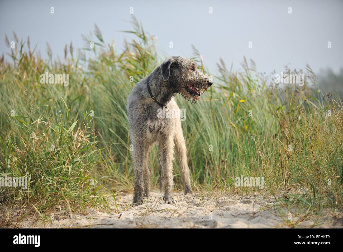 standing Irish Wolfhound Stock Photo - Alamy