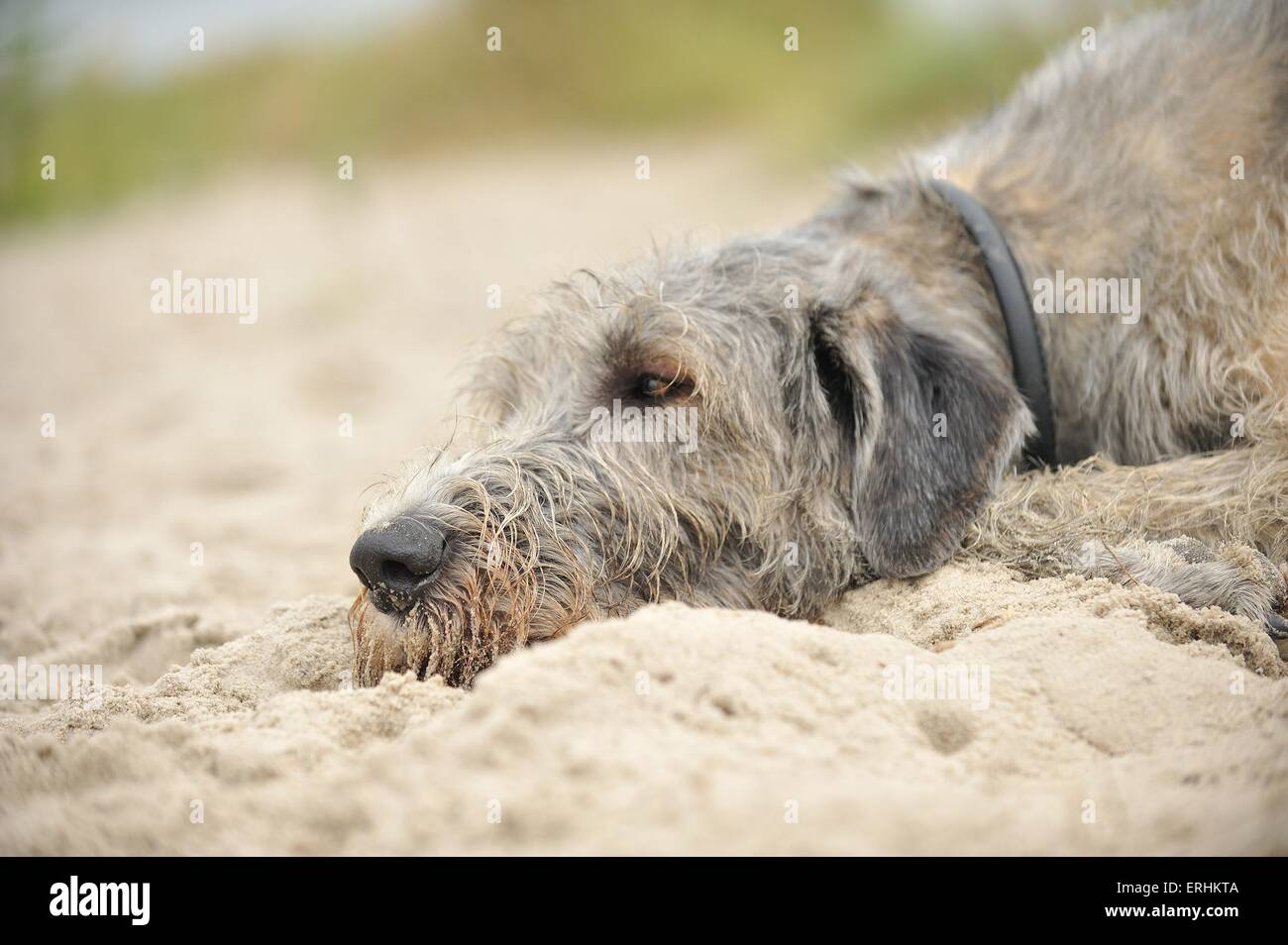 Irish Wolfhound portrait Stock Photo - Alamy