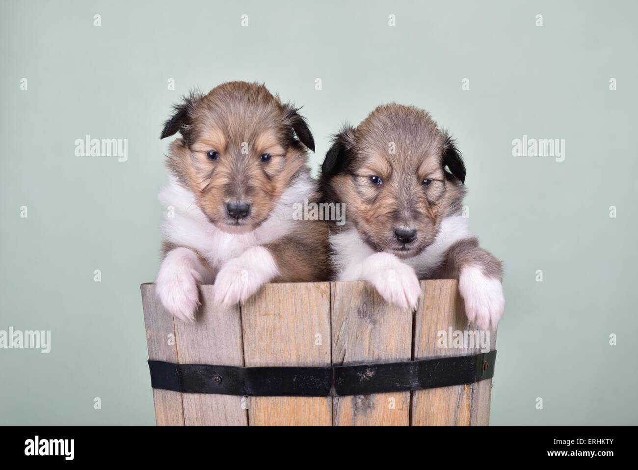 Animals 3 colored collies collie hi-res stock photography and images ...