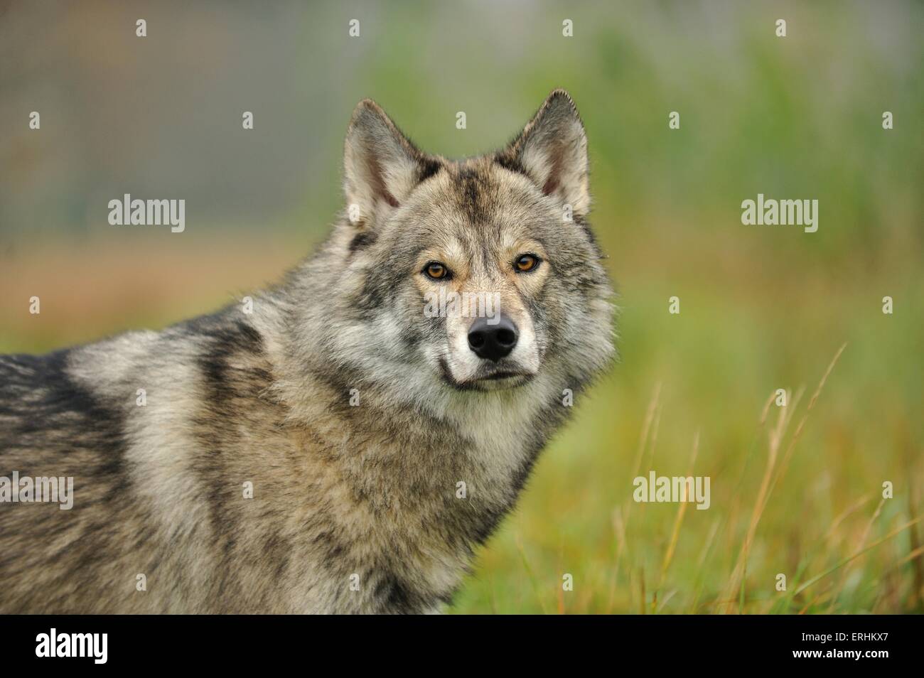 american wolfdog Portrait Stock Photo - Alamy