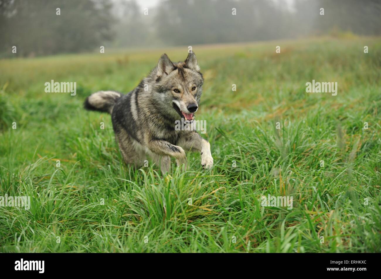 American wolfhound hi-res stock photography and images - Alamy