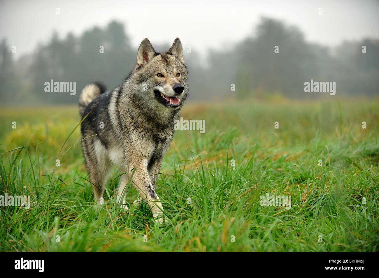 American wolfhound hi-res stock photography and images - Alamy