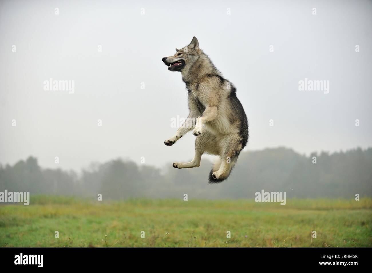 American wolfdog hi-res stock photography and images - Alamy