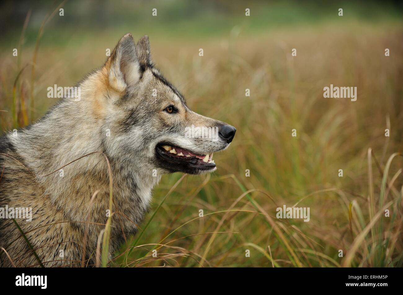 American wolfhound hi-res stock photography and images - Alamy