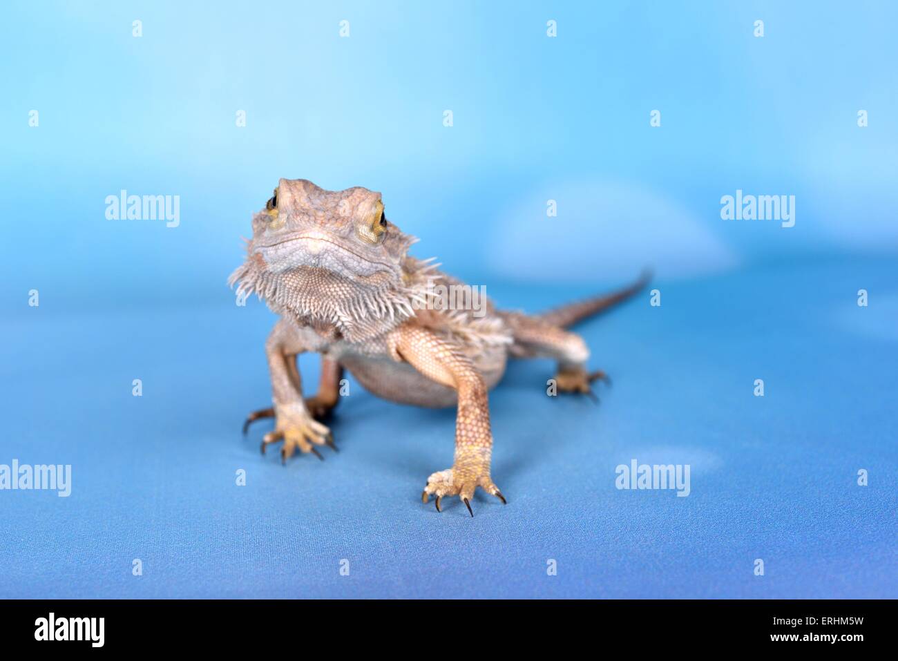 Bearded agama hi-res stock photography and images - Alamy