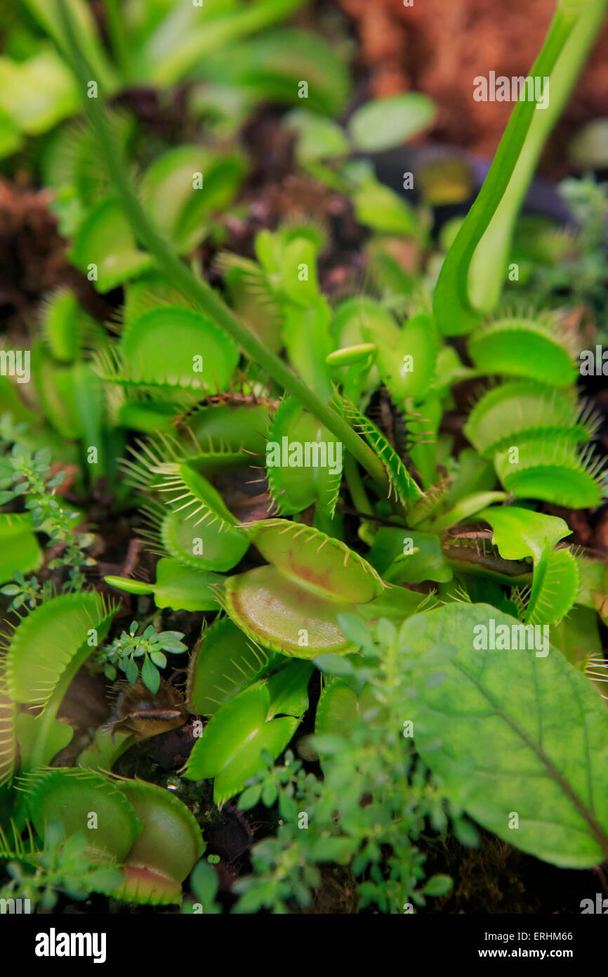 Carnivorous plant teeth hi-res stock photography and images - Alamy