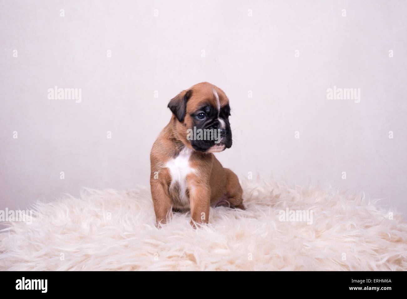 German Boxer Puppy Stock Photo - Alamy