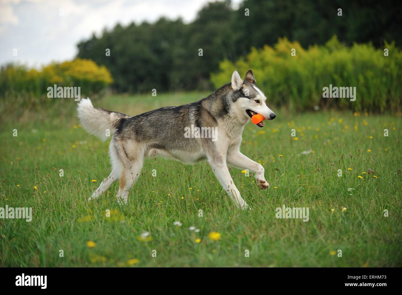 playing Siberian Husky Stock Photo - Alamy