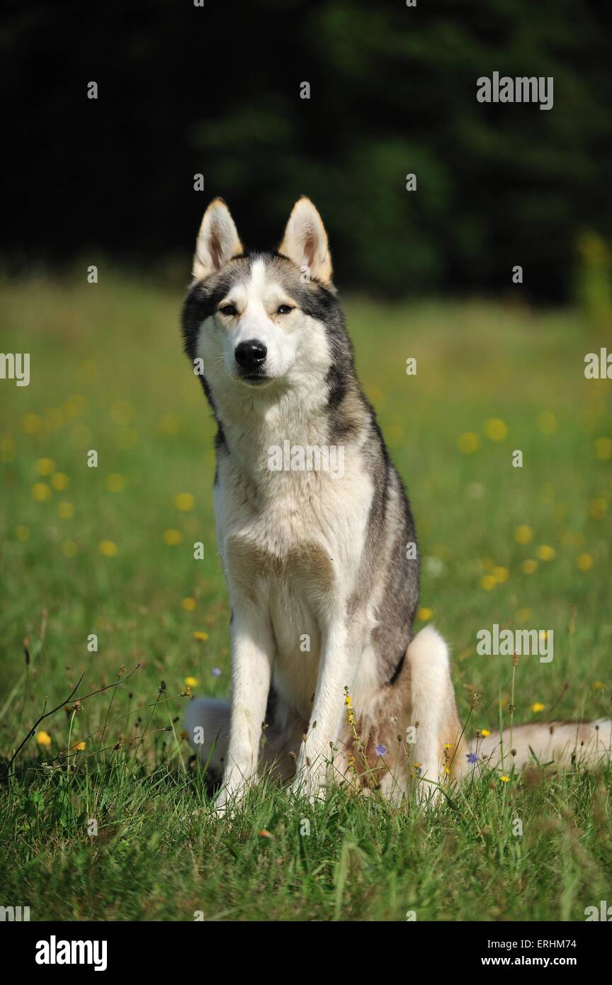 sitting Siberian Husky Stock Photo - Alamy