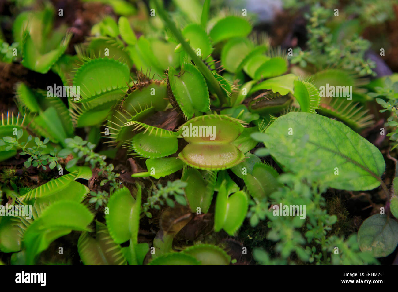 Carnivorous plants such as these Venus Fly Traps can be found at the ...