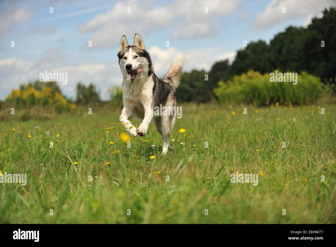 running Siberian Husky Stock Photo - Alamy