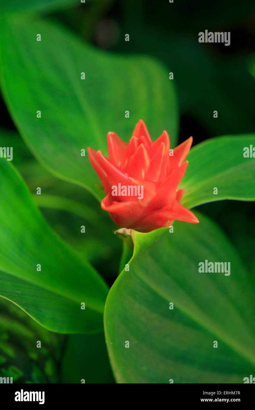 A bright red ginger flower on display at the Cairns Botanic Gardens ...