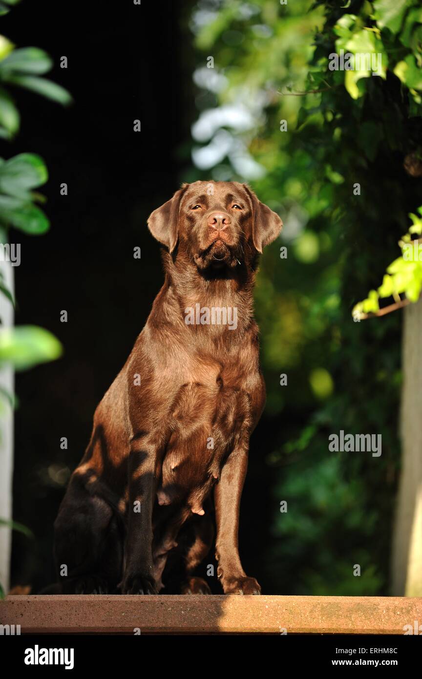 sitting Labrador Retriever Stock Photo - Alamy