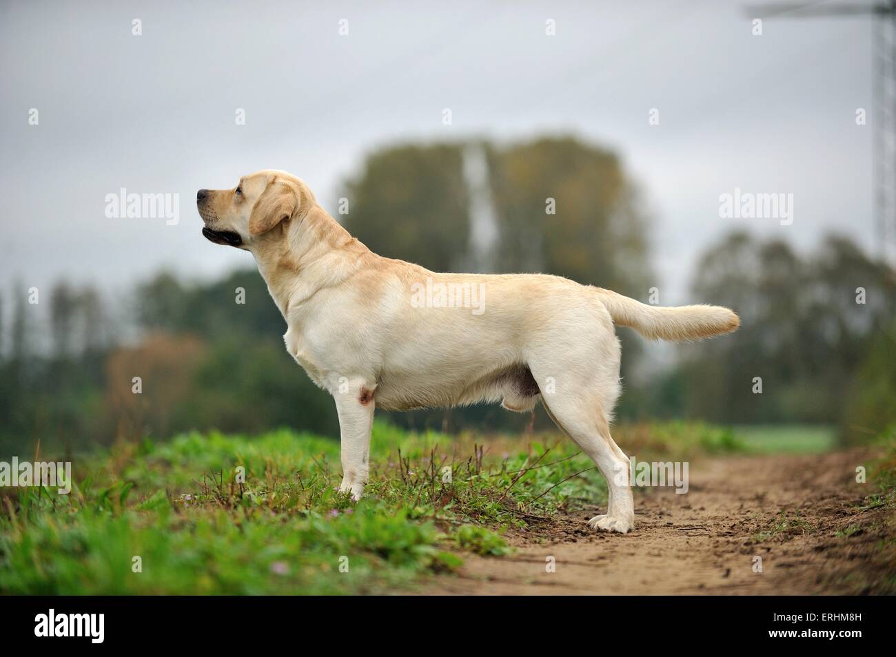 Pale yellow labrador retriever hi-res stock photography and images - Alamy