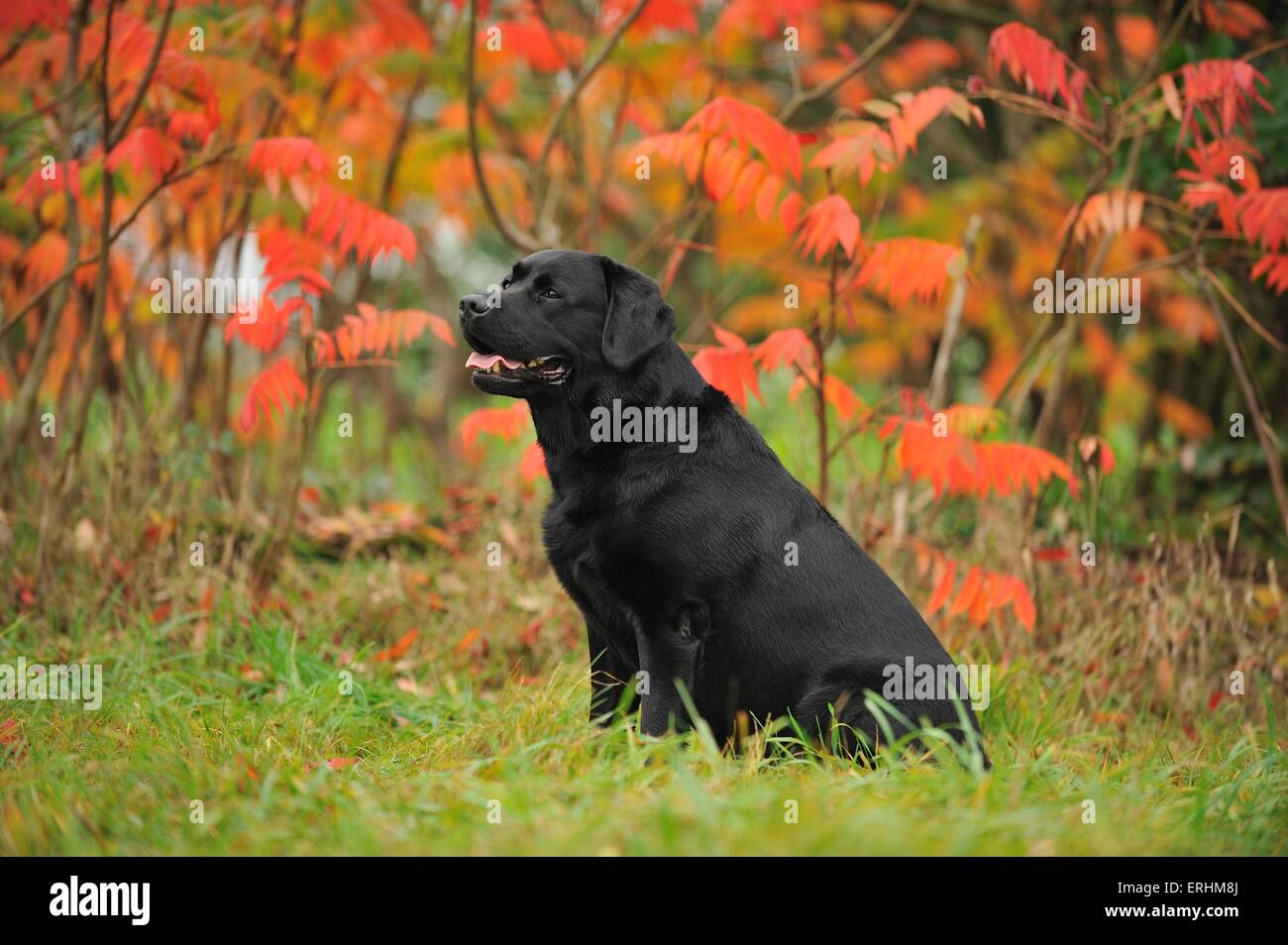 Labrador retrievers sitting side side hi-res stock photography and ...