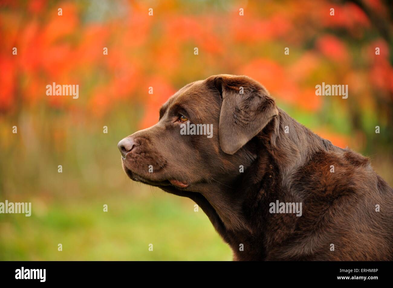 Labrador Retriever Portrait Stock Photo - Alamy