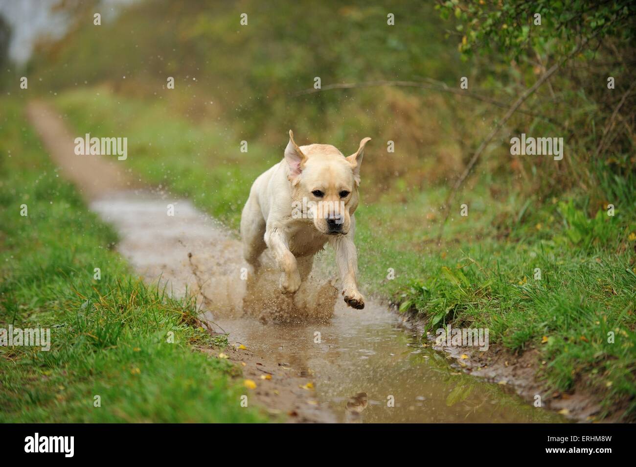 running Labrador Retriever Stock Photo - Alamy