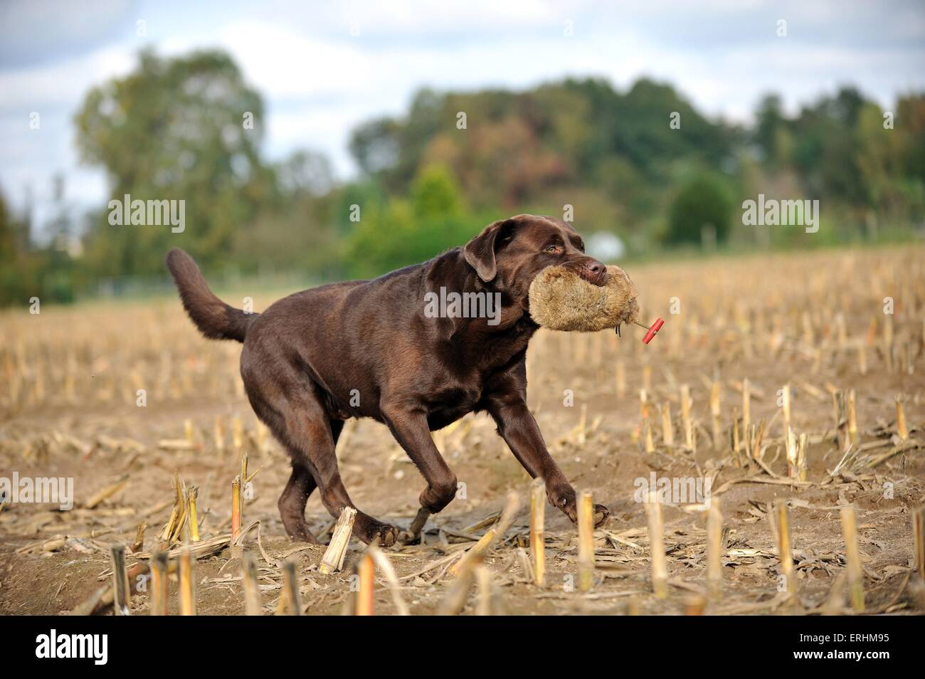 retrieving Labrador Retriever Stock Photo - Alamy