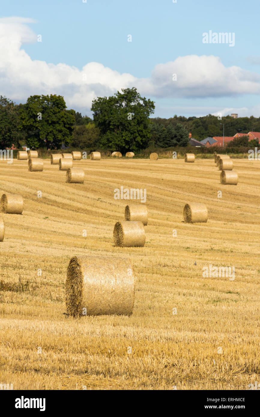 Round bales of recently cut straw in a field of straw stubble in rural ...