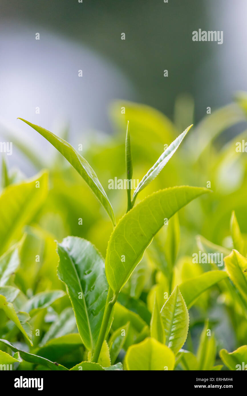 Cutting tea leaves hi-res stock photography and images - Alamy