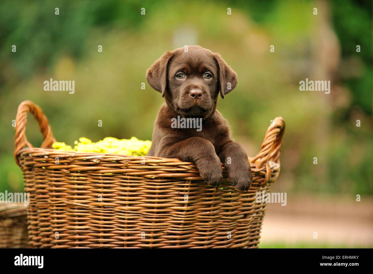 Labrador Retriever Puppy Stock Photo - Alamy