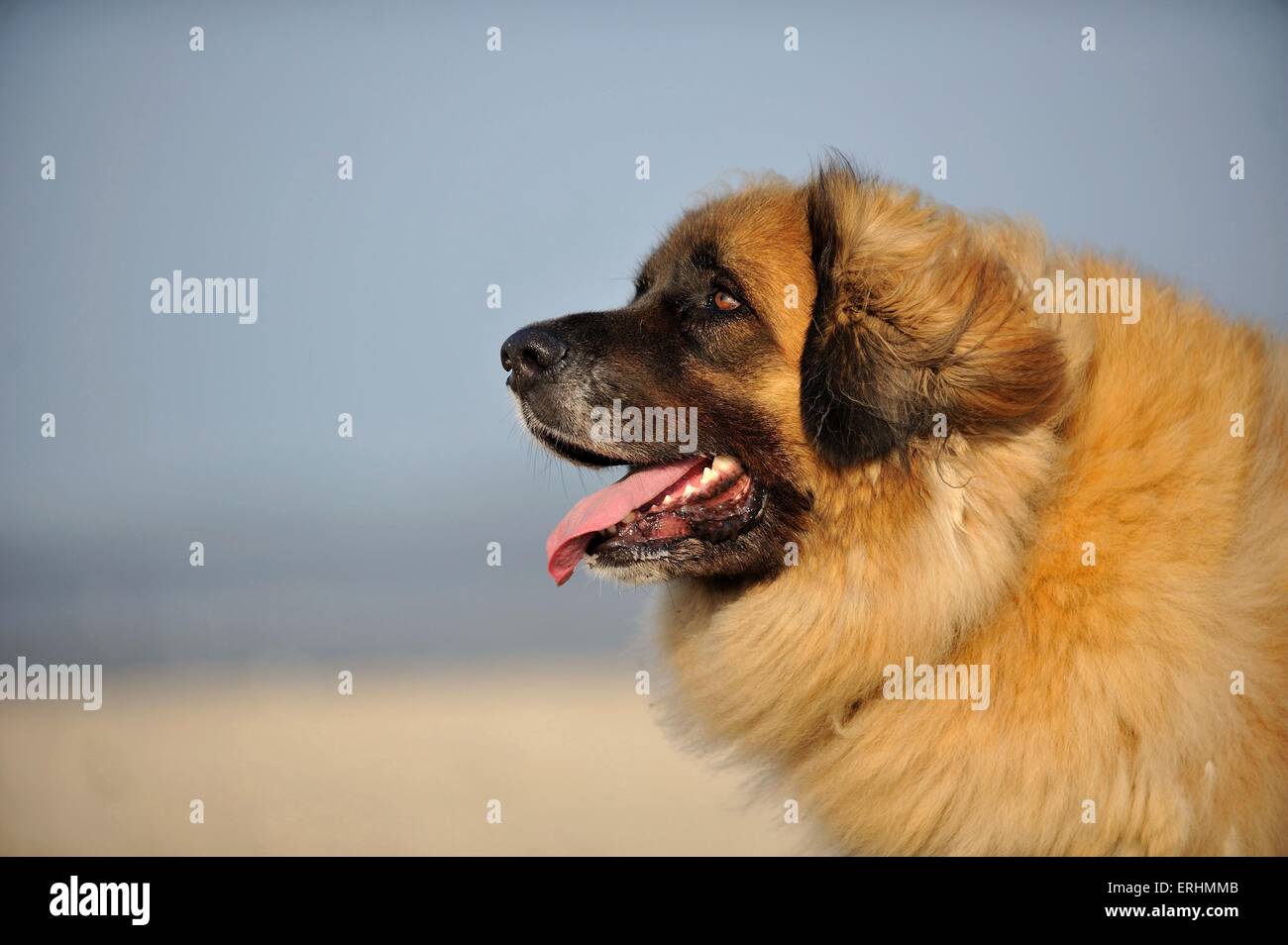 Leonberger portrait hi-res stock photography and images - Alamy