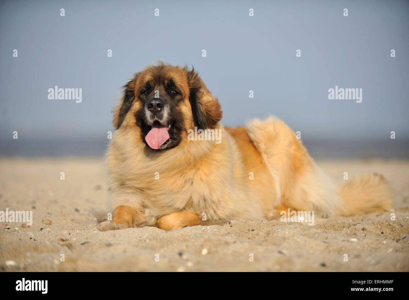 Large leonberger dog hi-res stock photography and images - Alamy