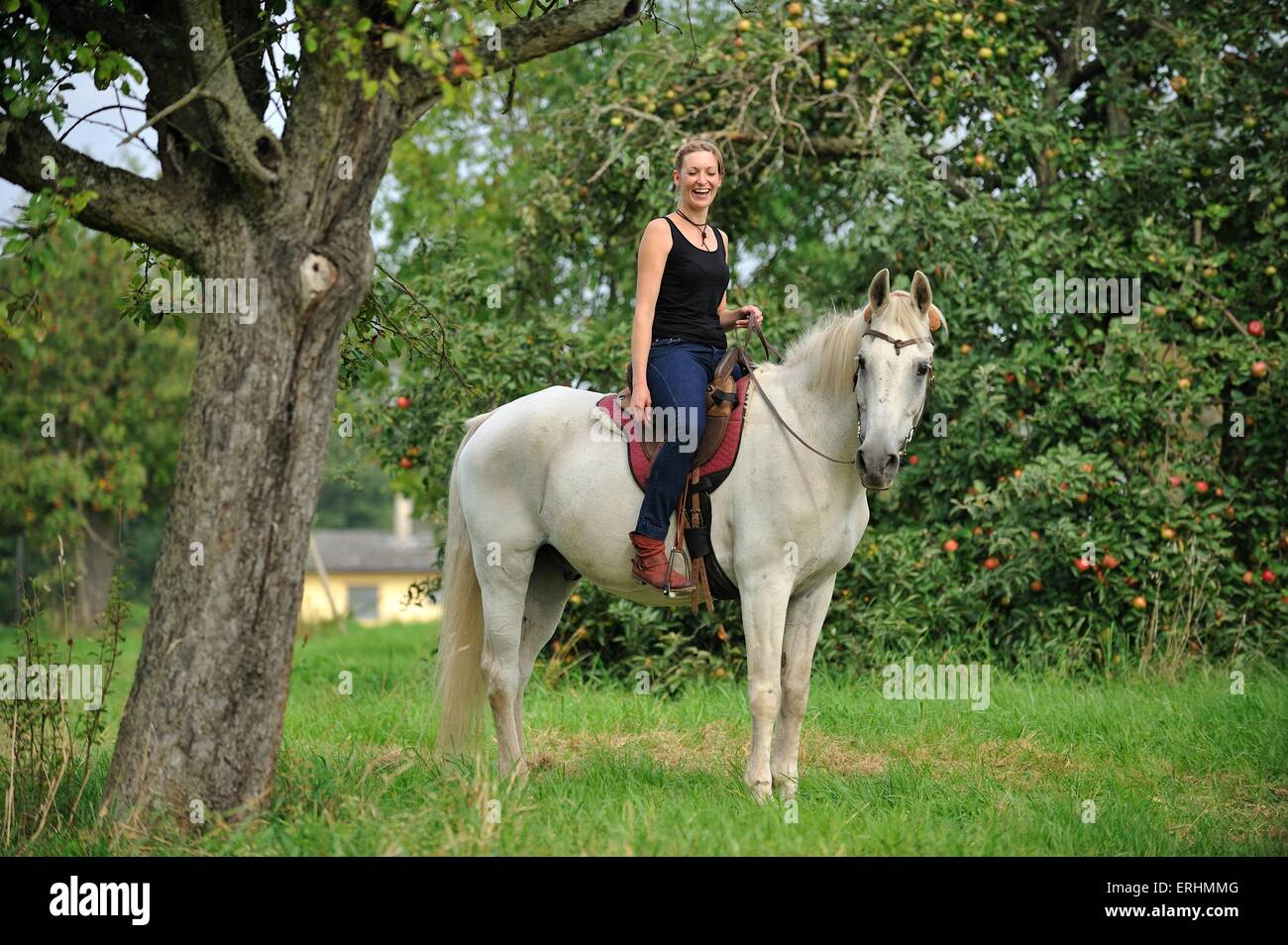 Lipizzan horse cross hi-res stock photography and images - Alamy