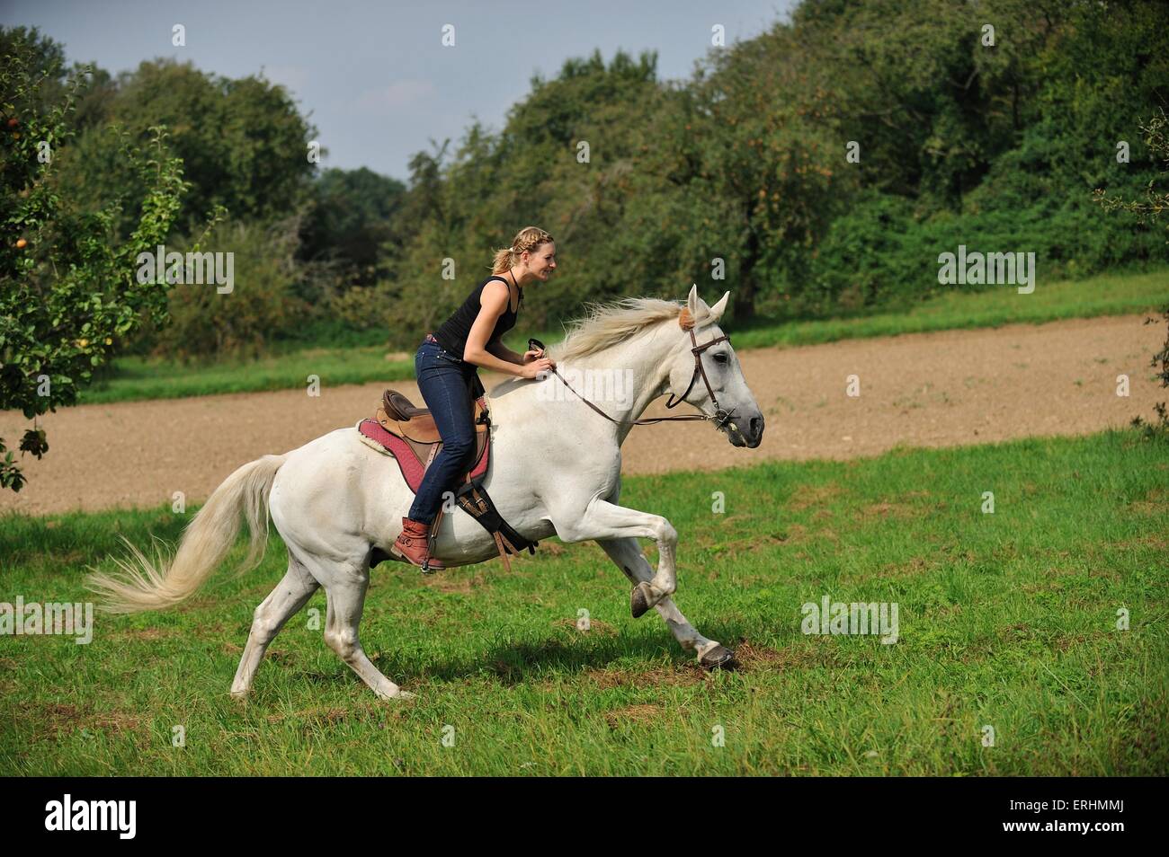 Lipizzan horse hi-res stock photography and images - Alamy