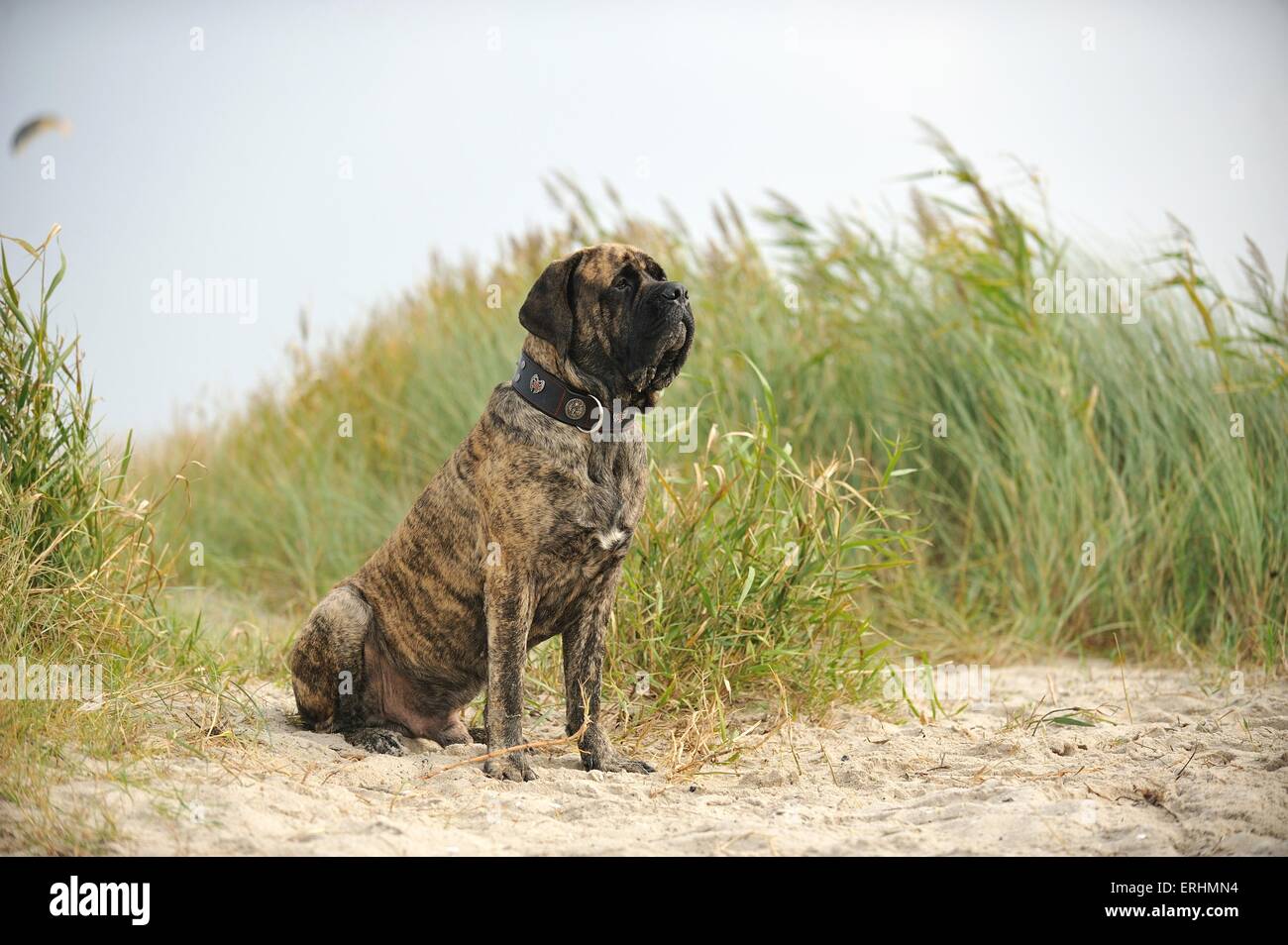 sitting Old English Mastiff Stock Photo - Alamy