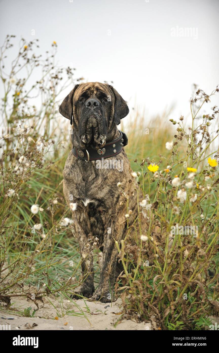 sitting Old English Mastiff Stock Photo - Alamy
