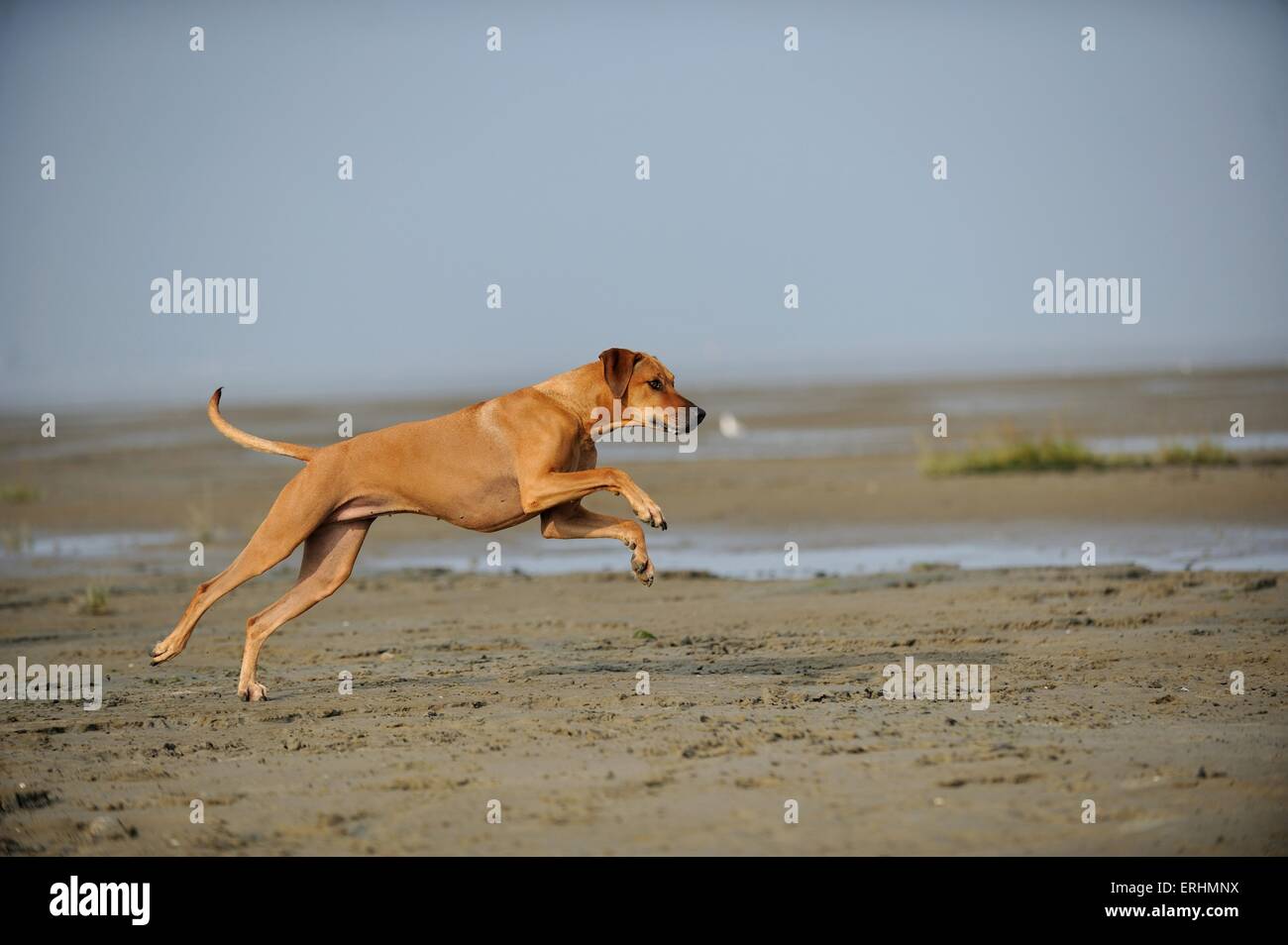 jumping Rhodesian Ridgeback Stock Photo - Alamy