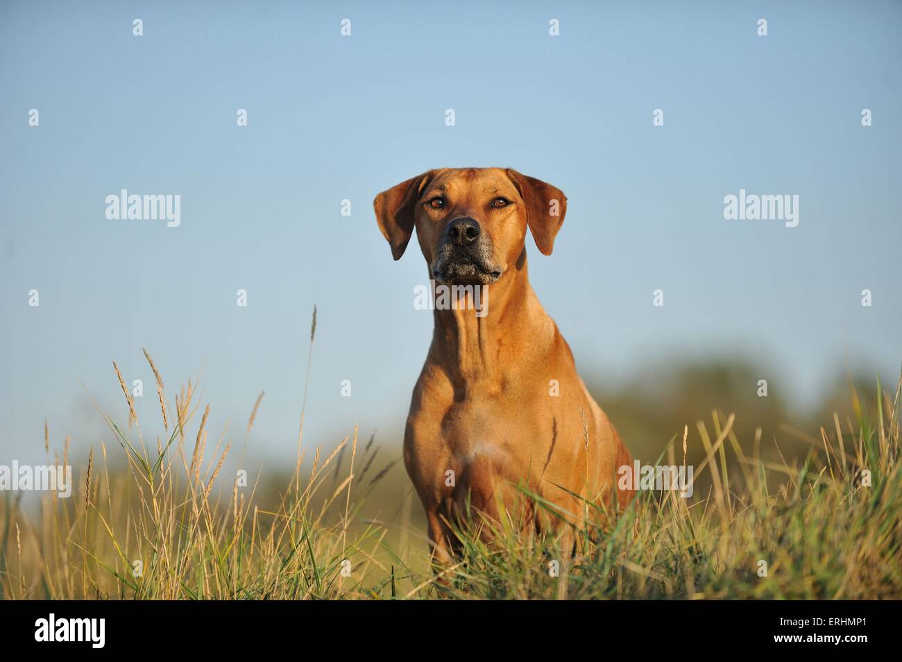 Rhodesian Ridgeback Portrait Stock Photo - Alamy