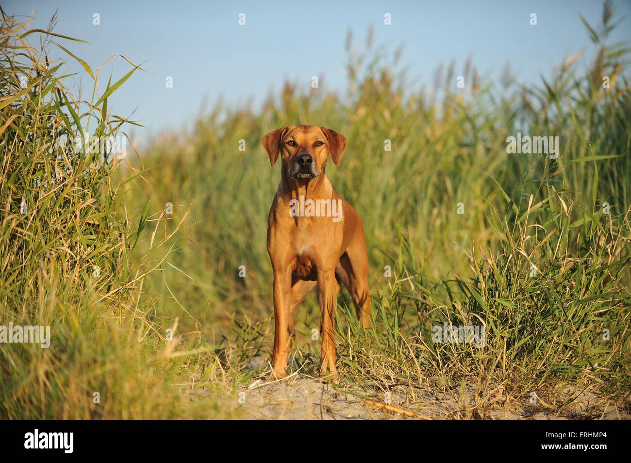 standing Rhodesian Ridgeback Stock Photo - Alamy
