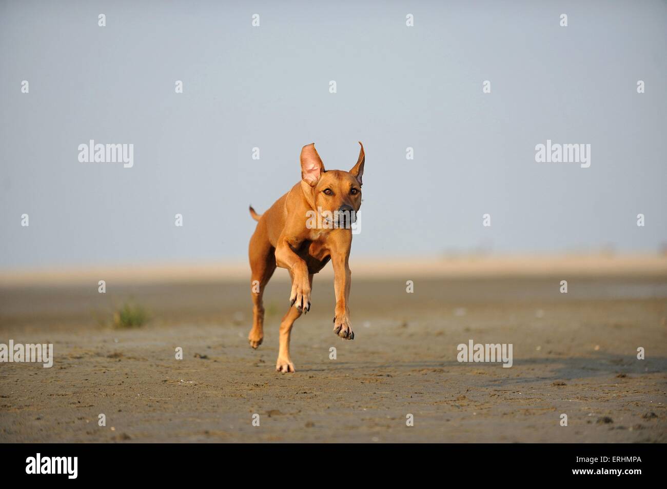 running Rhodesian Ridgeback Stock Photo - Alamy