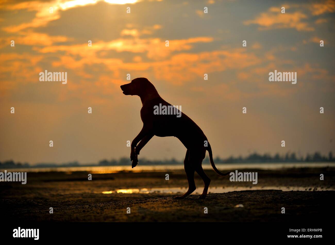 jumping Rhodesian Ridgeback Stock Photo - Alamy