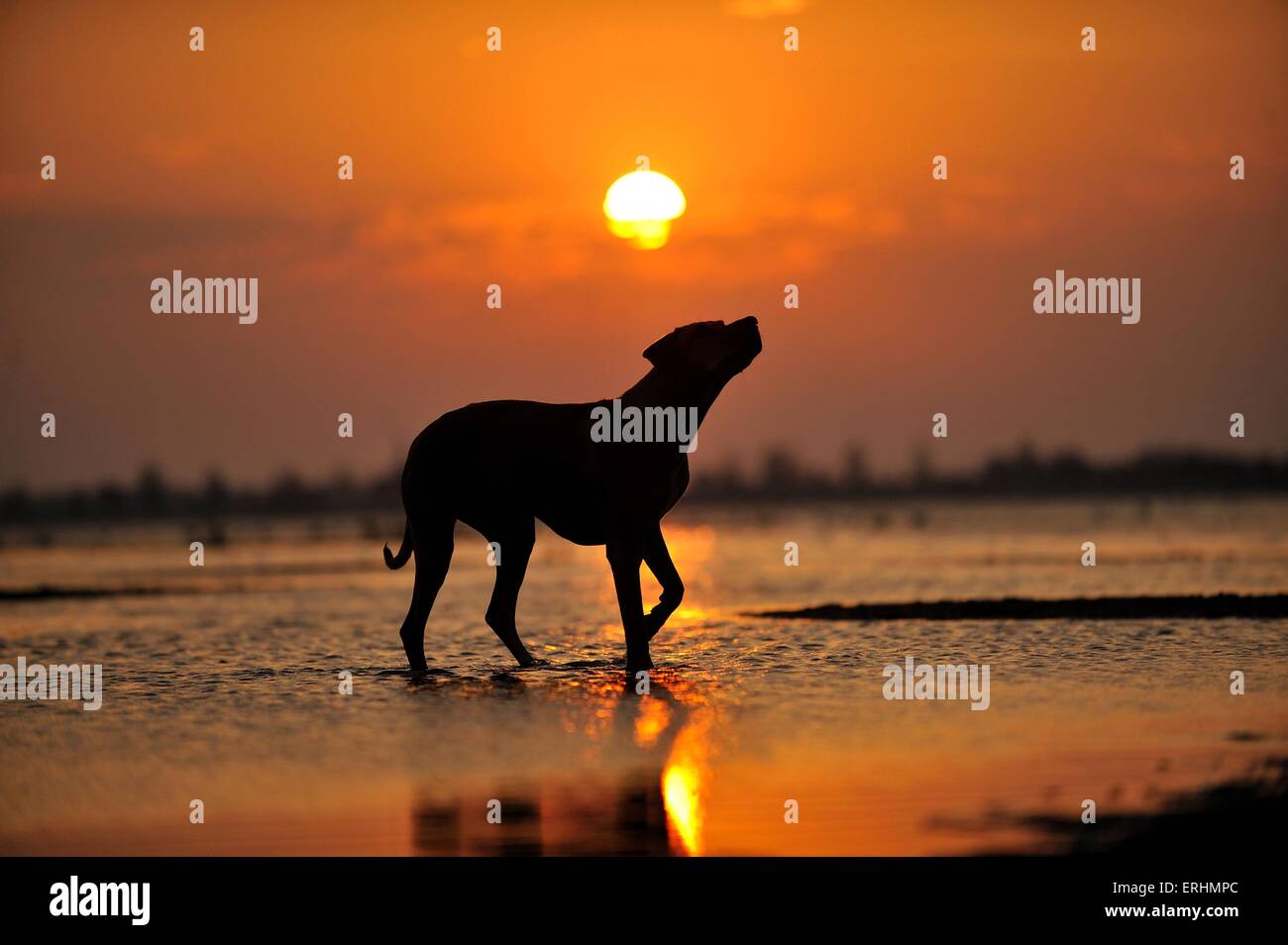 walking Rhodesian Ridgeback Stock Photo - Alamy