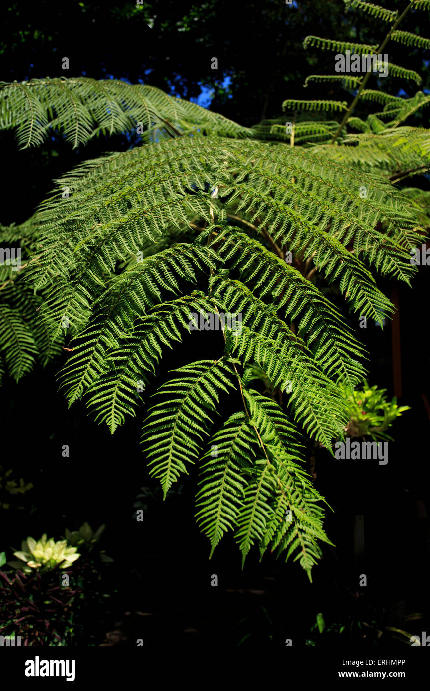 A giant fern tree in the Cairns Botanic Gardens, far north Queensland ...