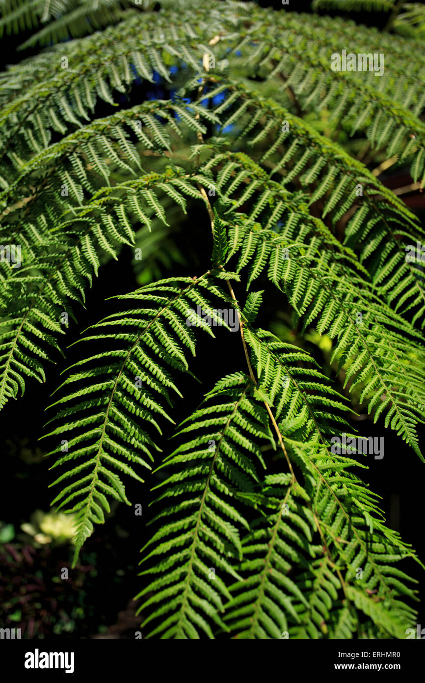 A giant fern tree in the Cairns Botanic Gardens, far north Queensland ...