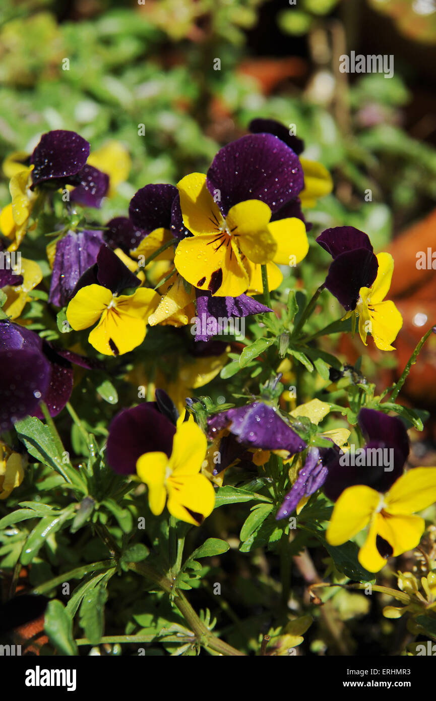 Viola Tricolor Pansy Flower growing in garden plant pot in sunshine ...