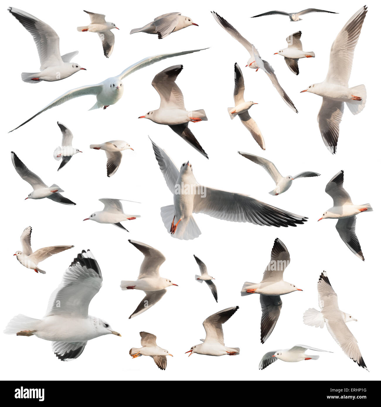 birds set isolated on white Stock Photo - Alamy