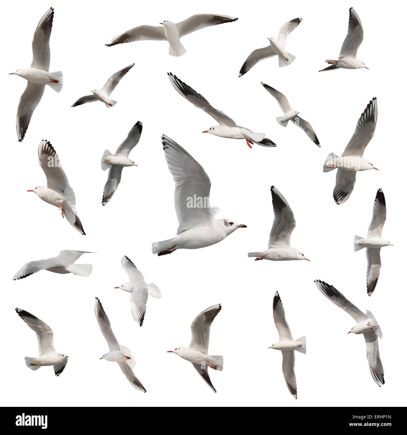 birds collection isolated on white Stock Photo - Alamy