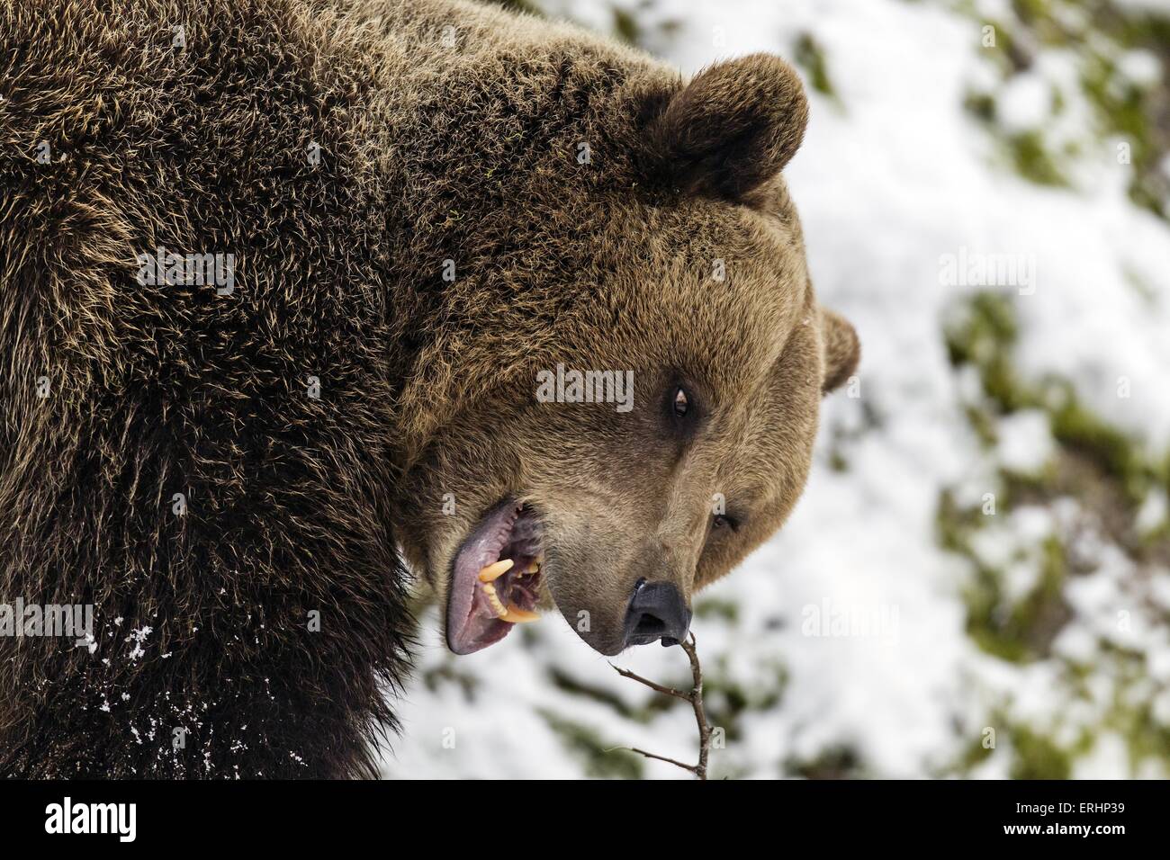 Bear Nibbles High Resolution Stock Photography and Images - Alamy
