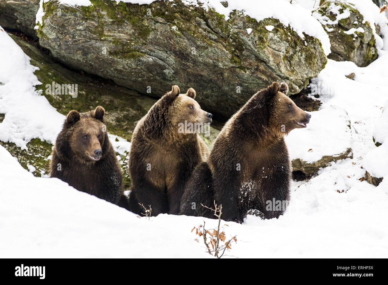 Three 3 bears hi-res stock photography and images - Alamy
