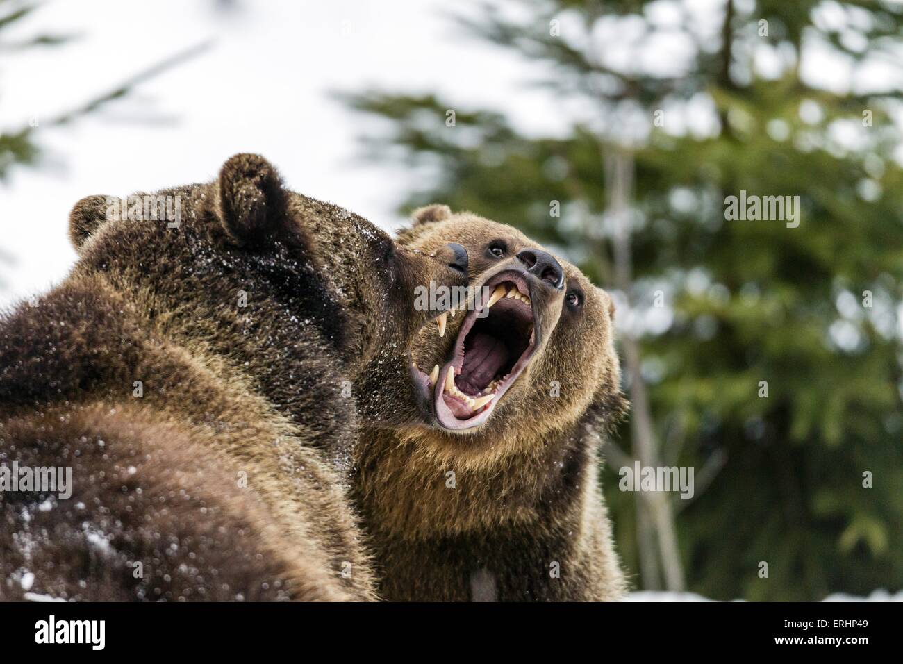 Angry bears hi-res stock photography and images - Alamy