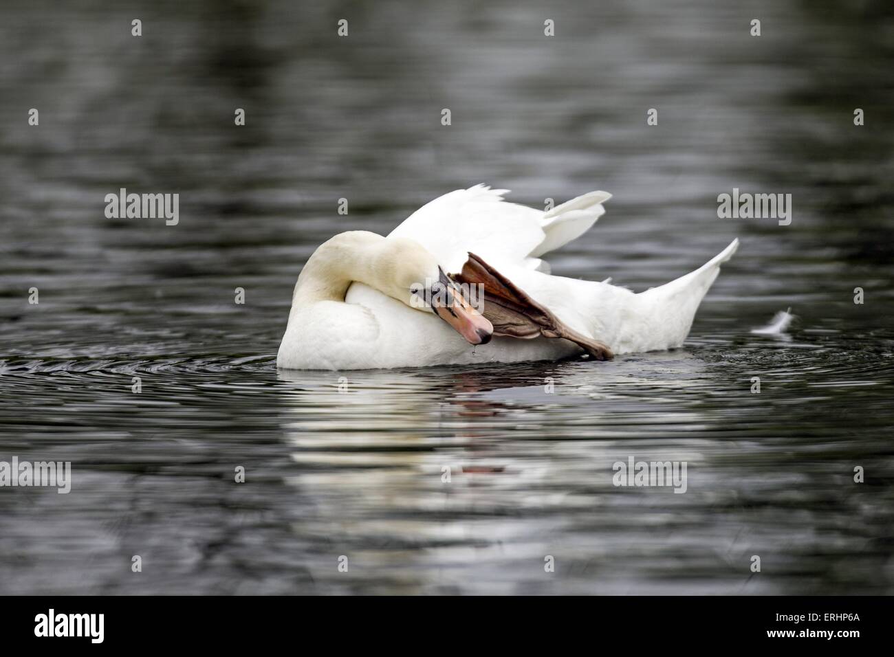 Mute swan cleaning itself hi-res stock photography and images - Alamy