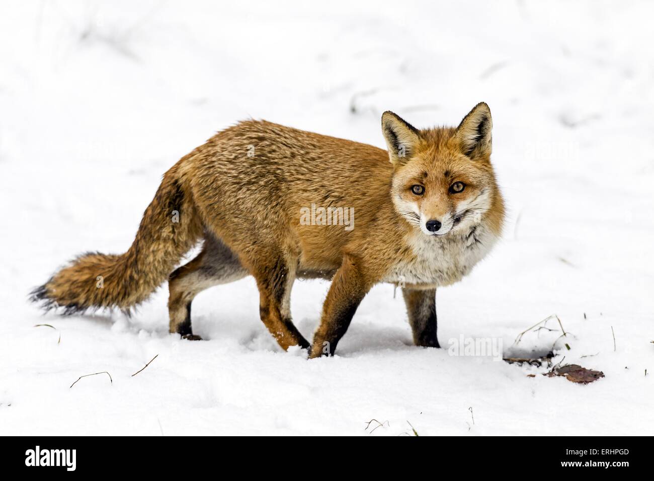Snowy fox Cut Out Stock Images & Pictures - Alamy