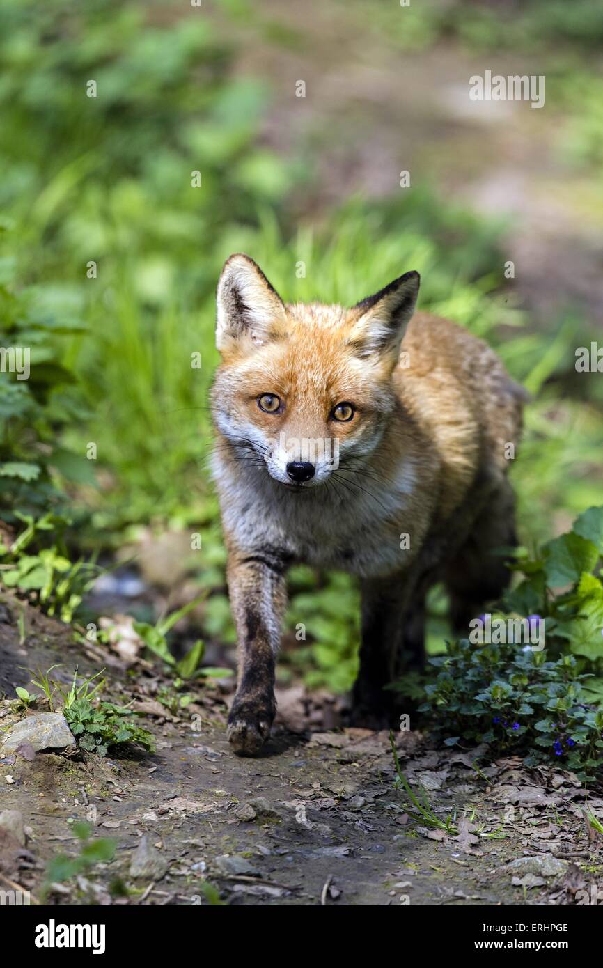 Go red fox hi-res stock photography and images - Alamy